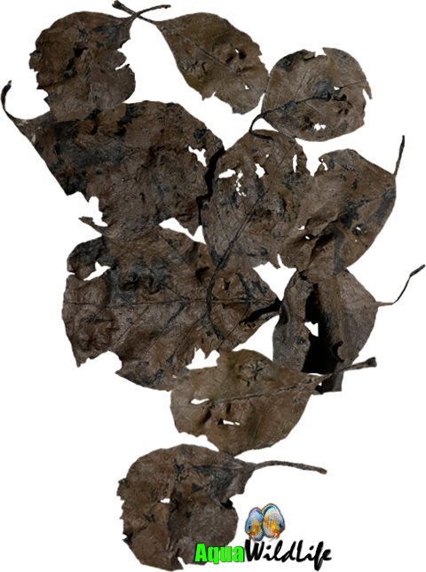 3D Visne blade | AQUAWILDLIFE | Fri fragt 599DKK