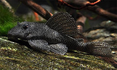 L262 Stardust | AQUAWILDLIFE | Fri fragt 500DKK