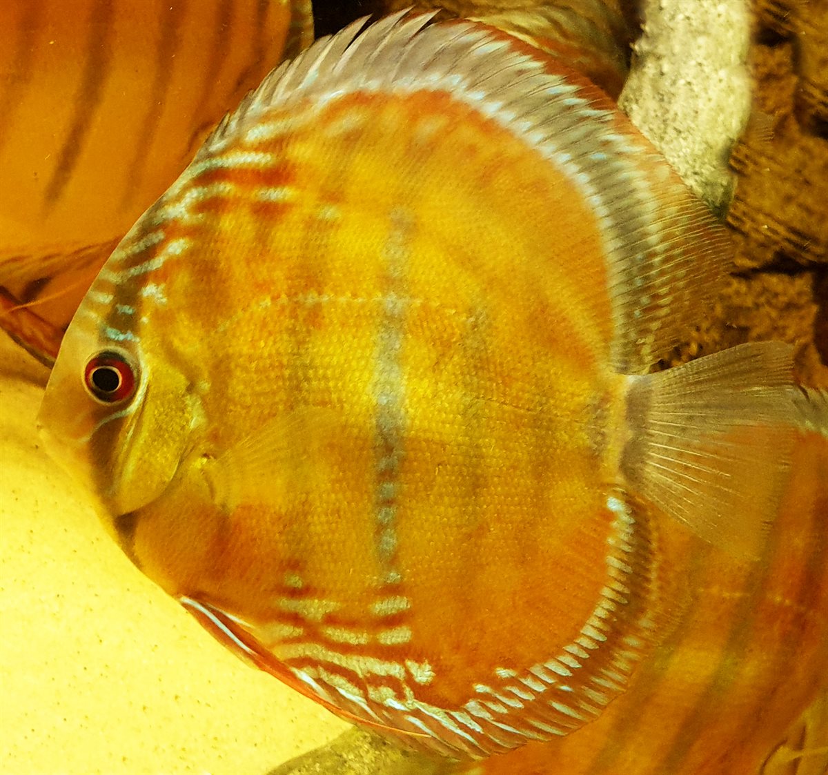 Vilde discus | AQUAWILDLIFE | HEK Brazil