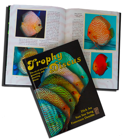 Trophy Discus | Aquawildlife | Francesco Denitto